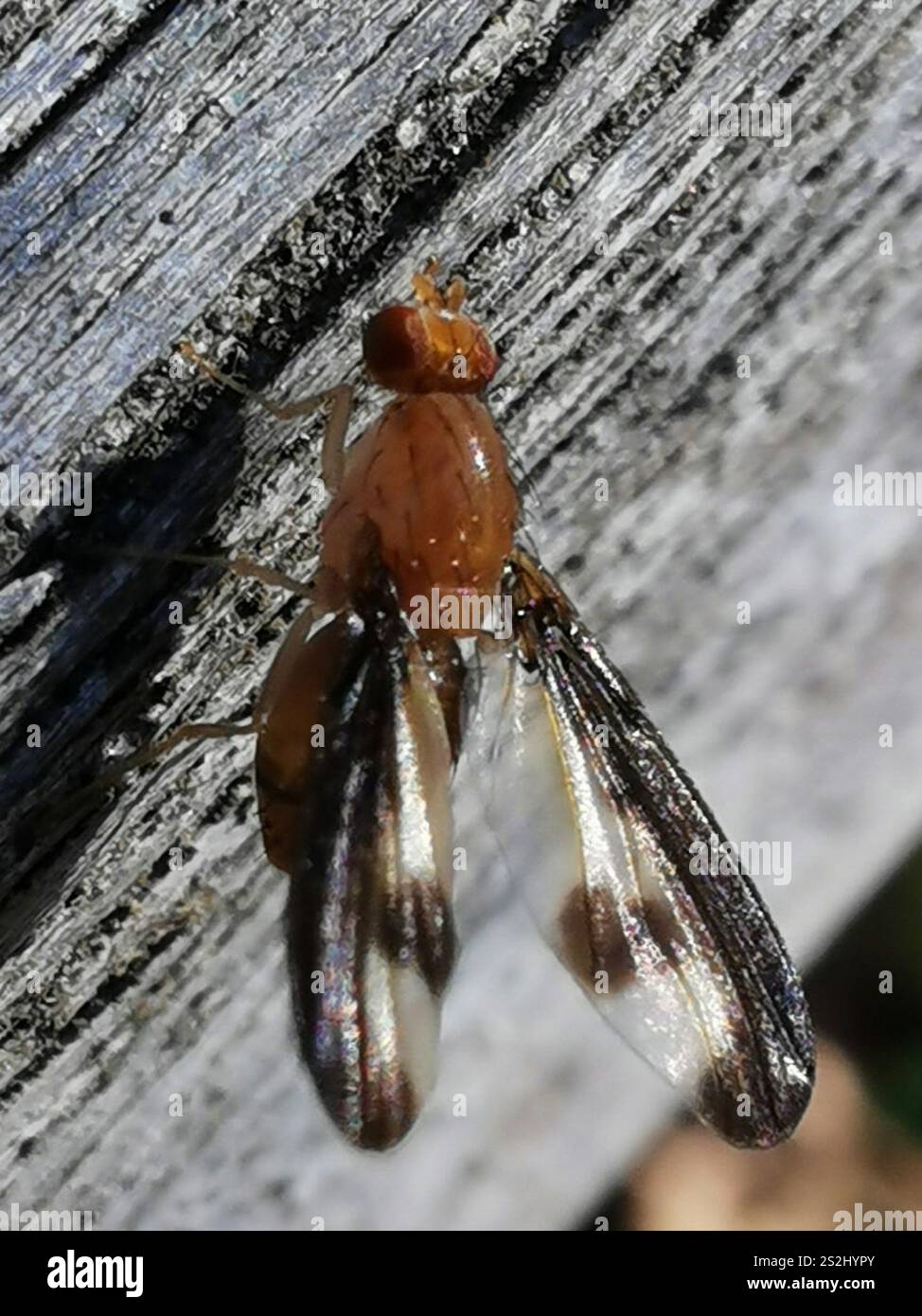 Antlered Flutter Fly (Toxonevra superba Stock Photo - Alamy