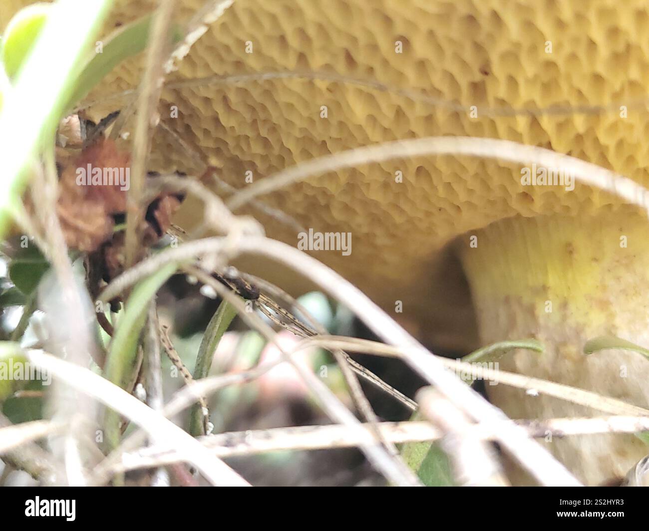 Western Painted Suillus (Suillus lakei Stock Photo - Alamy