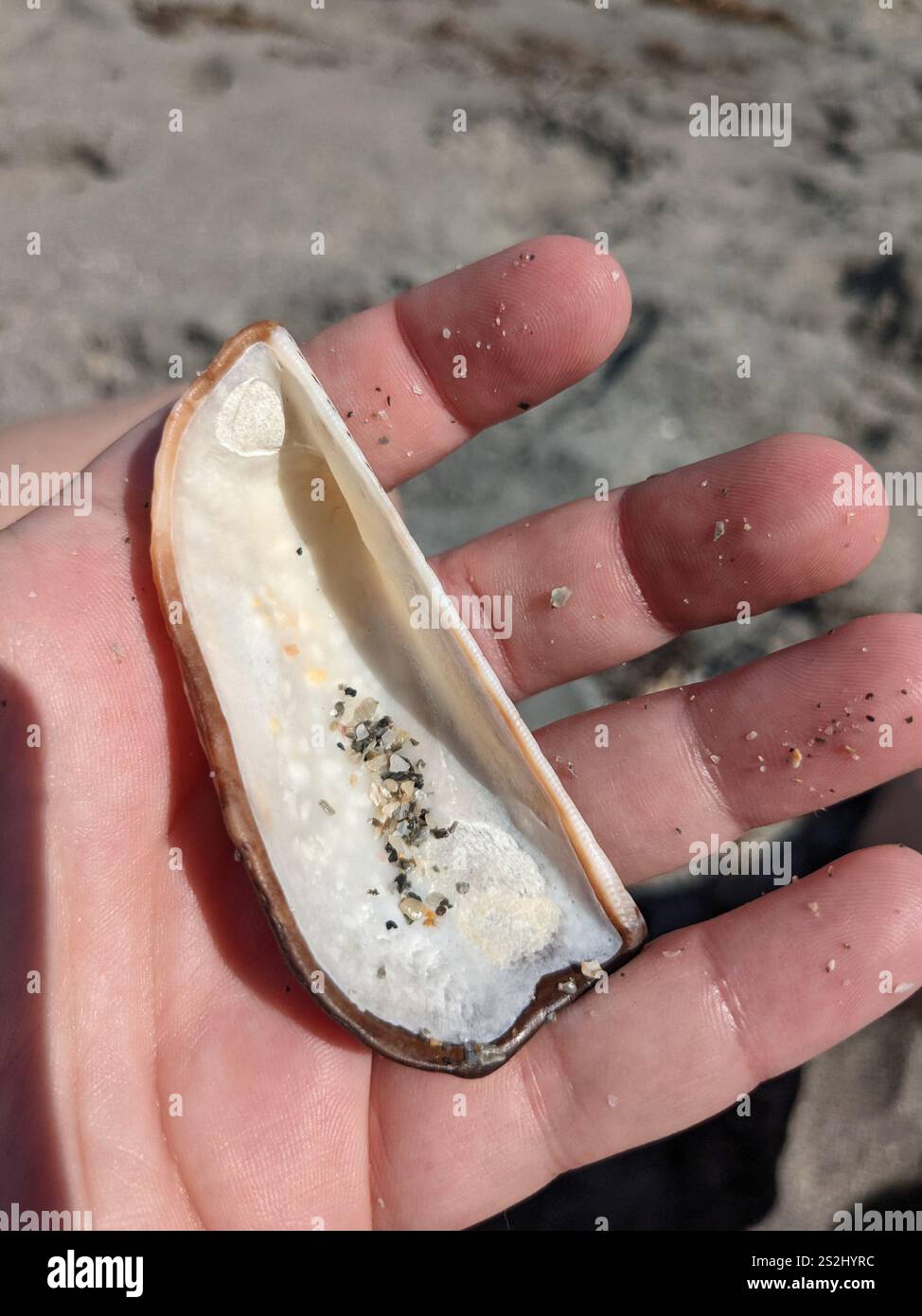 Turkey Wing (Arca zebra Stock Photo - Alamy