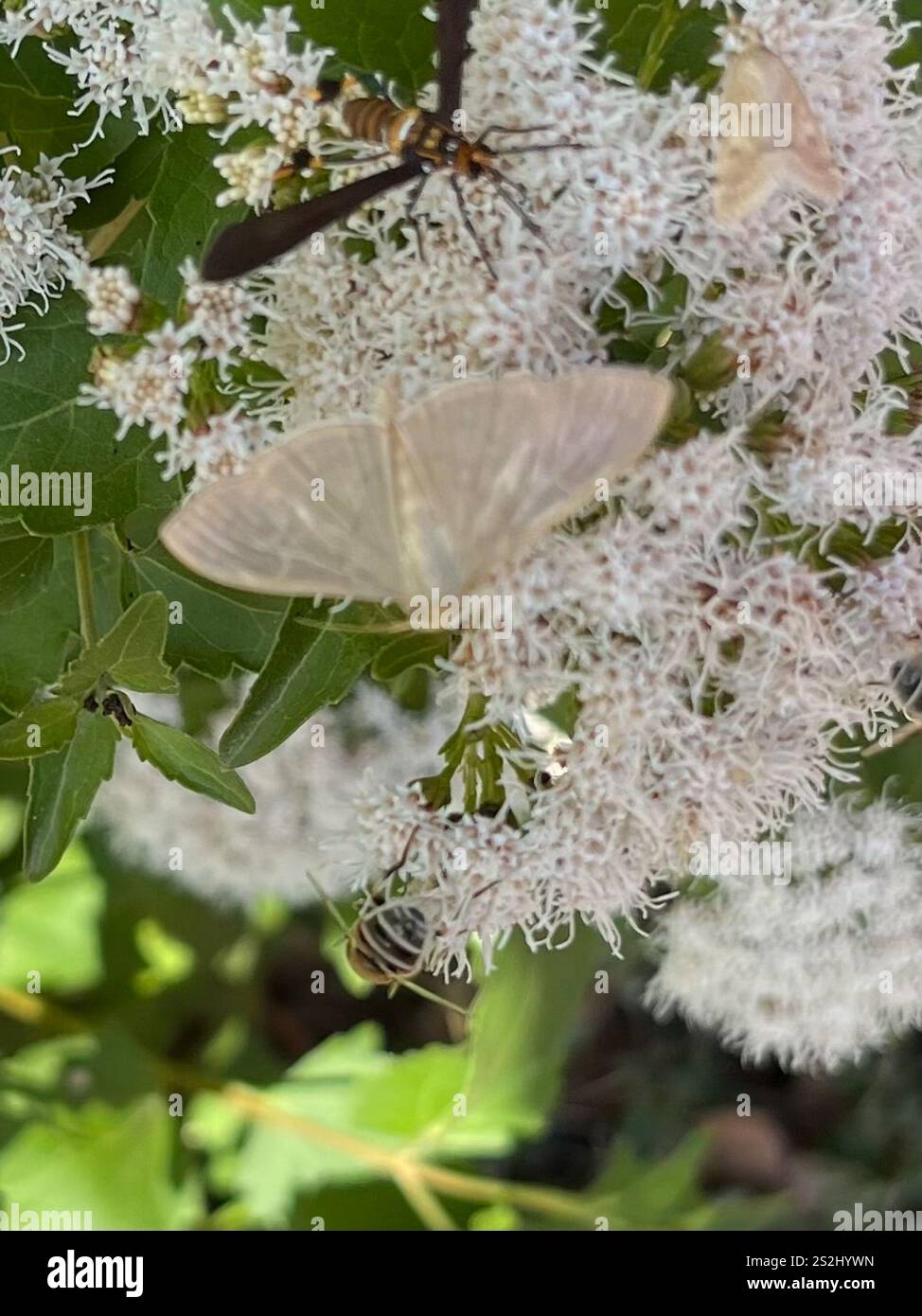 Four-spotted Palpita Moth (Palpita quadristigmalis Stock Photo - Alamy
