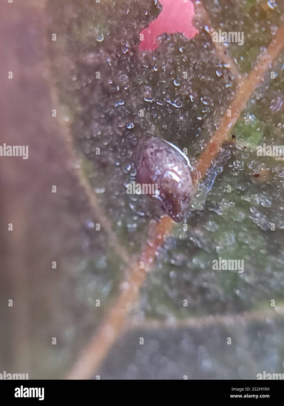 Acute Bladder Snail (Physella acuta Stock Photo - Alamy
