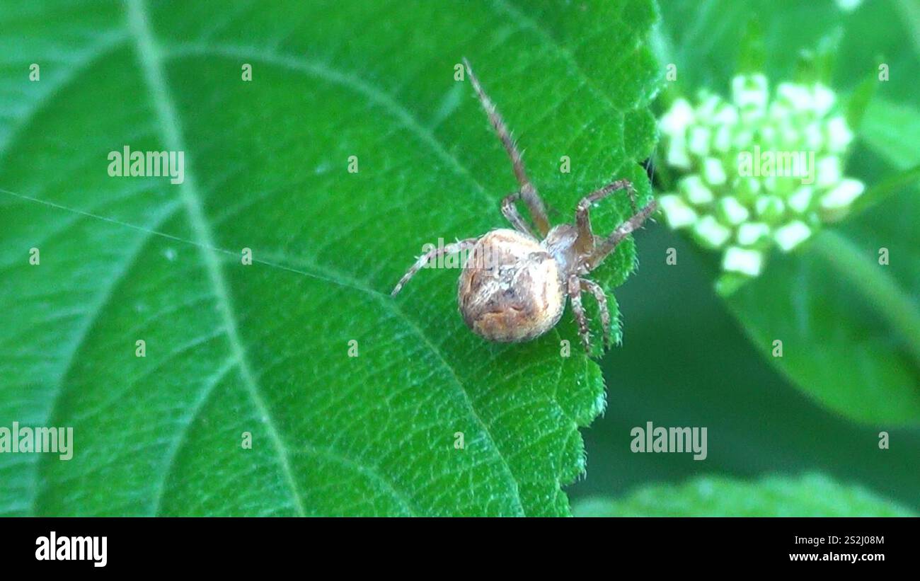 Common Hairy Field Spider (Neoscona subfusca Stock Photo - Alamy