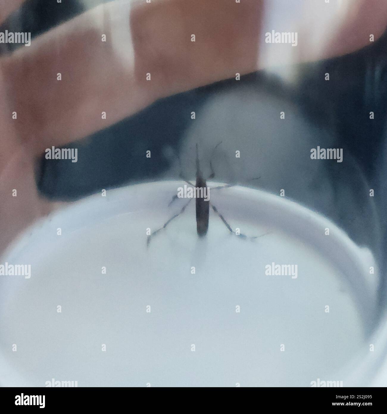 Gallinipper (Psorophora ciliata Stock Photo - Alamy