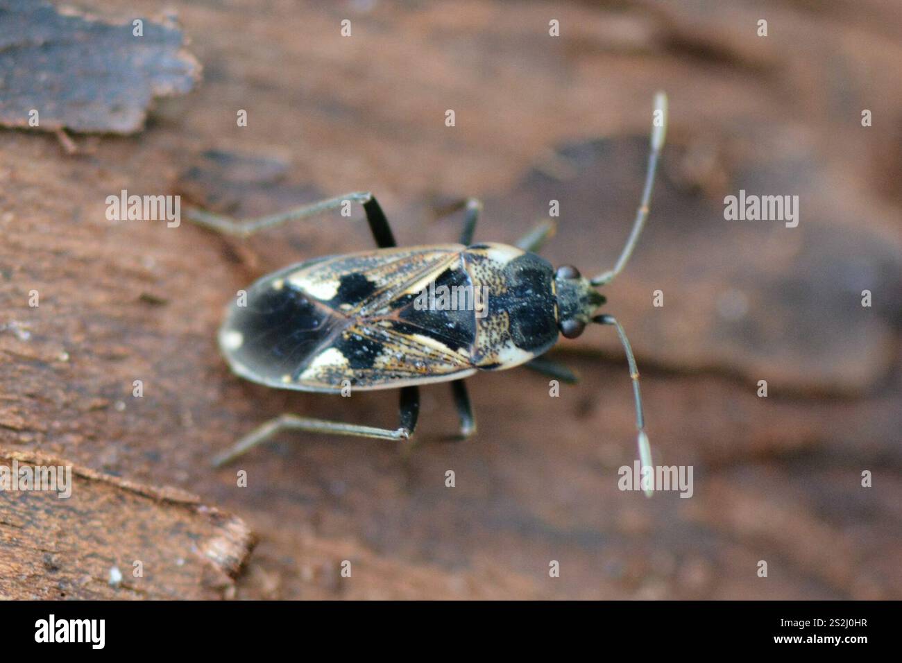 bright-spotted groundbug (Rhyparochromus vulgaris Stock Photo - Alamy