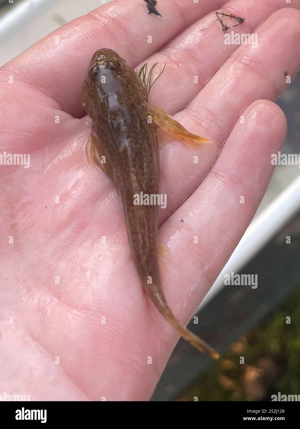 Mottled Sculpin (Cottus bairdii Stock Photo - Alamy