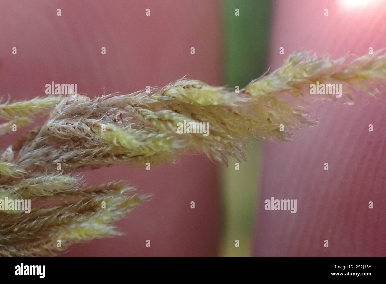 Mouse-tail Moss (Pseudisothecium myosuroides Stock Photo - Alamy