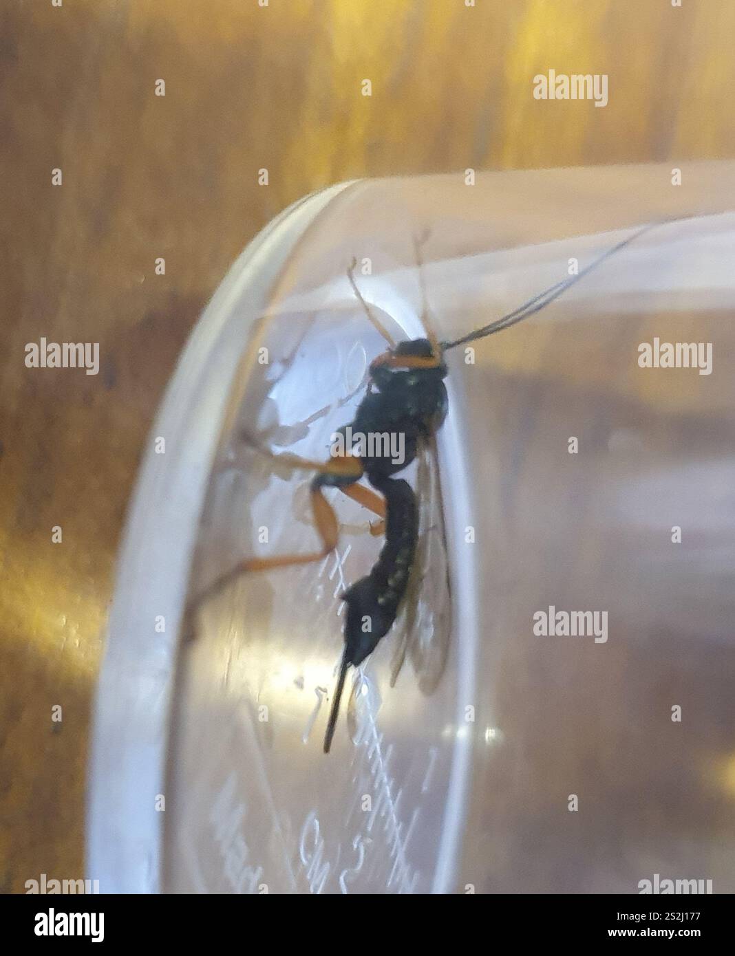 Black Slip Wasp (Pimpla rufipes Stock Photo - Alamy