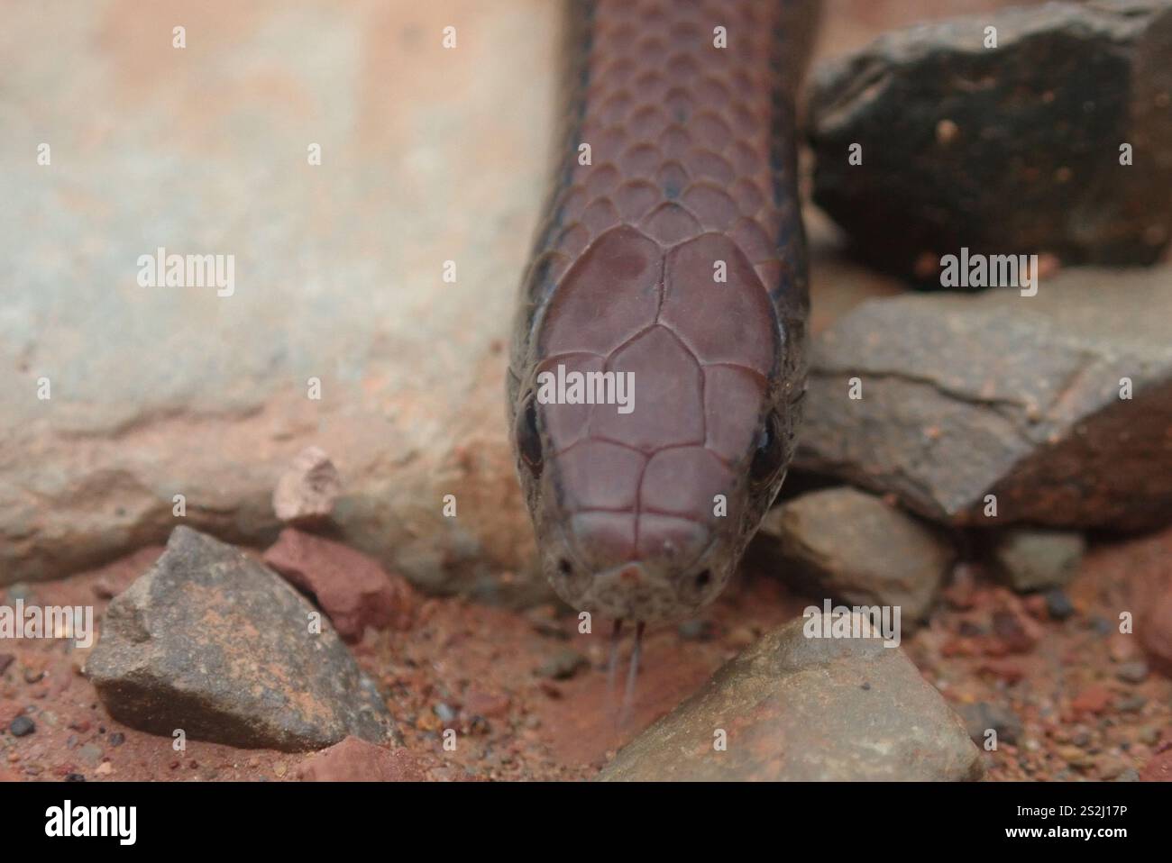 Common Slug-eater (Duberria lutrix Stock Photo - Alamy