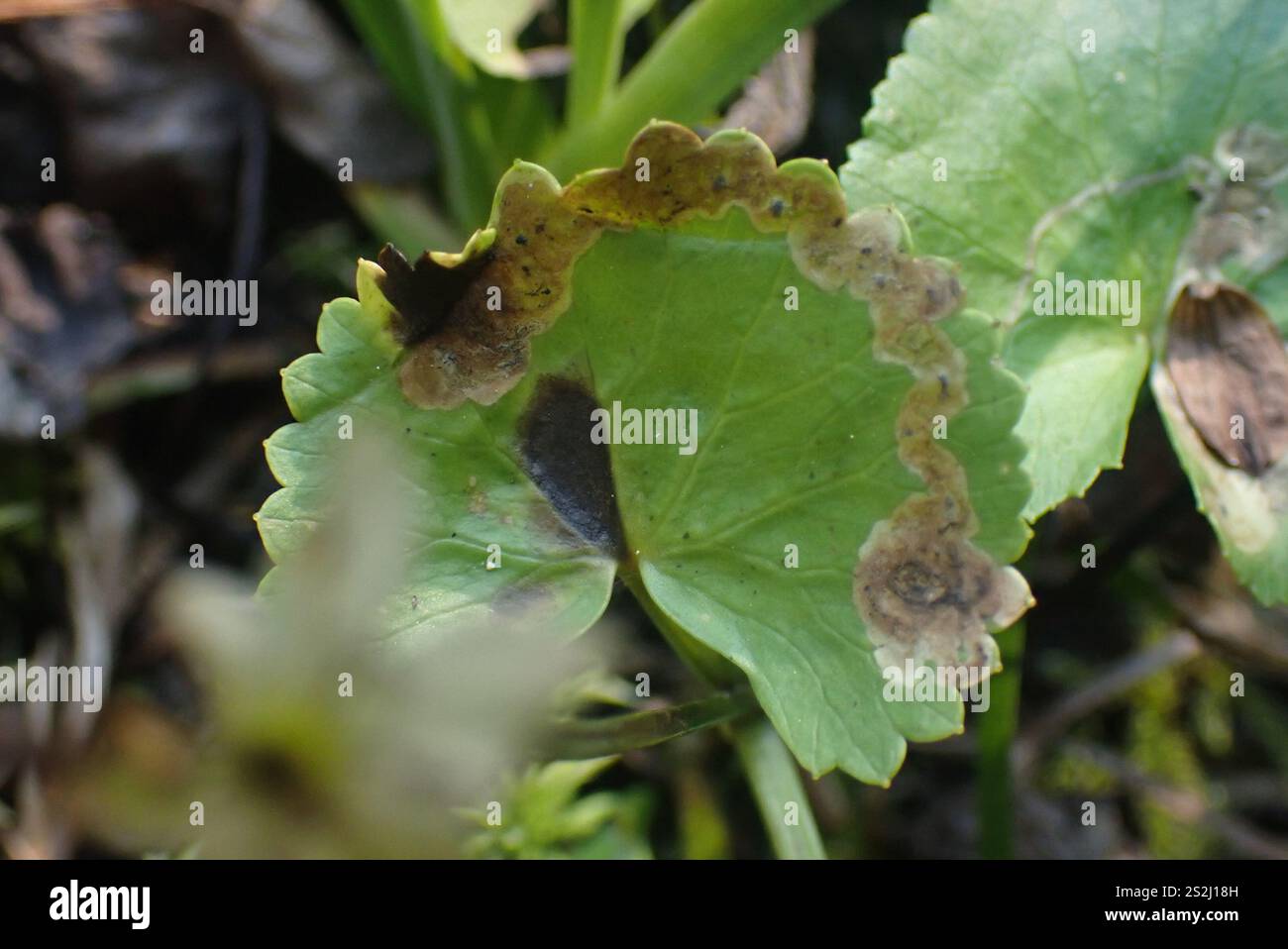 Deer-cabbage (Nephrophyllidium crista-galli Stock Photo - Alamy