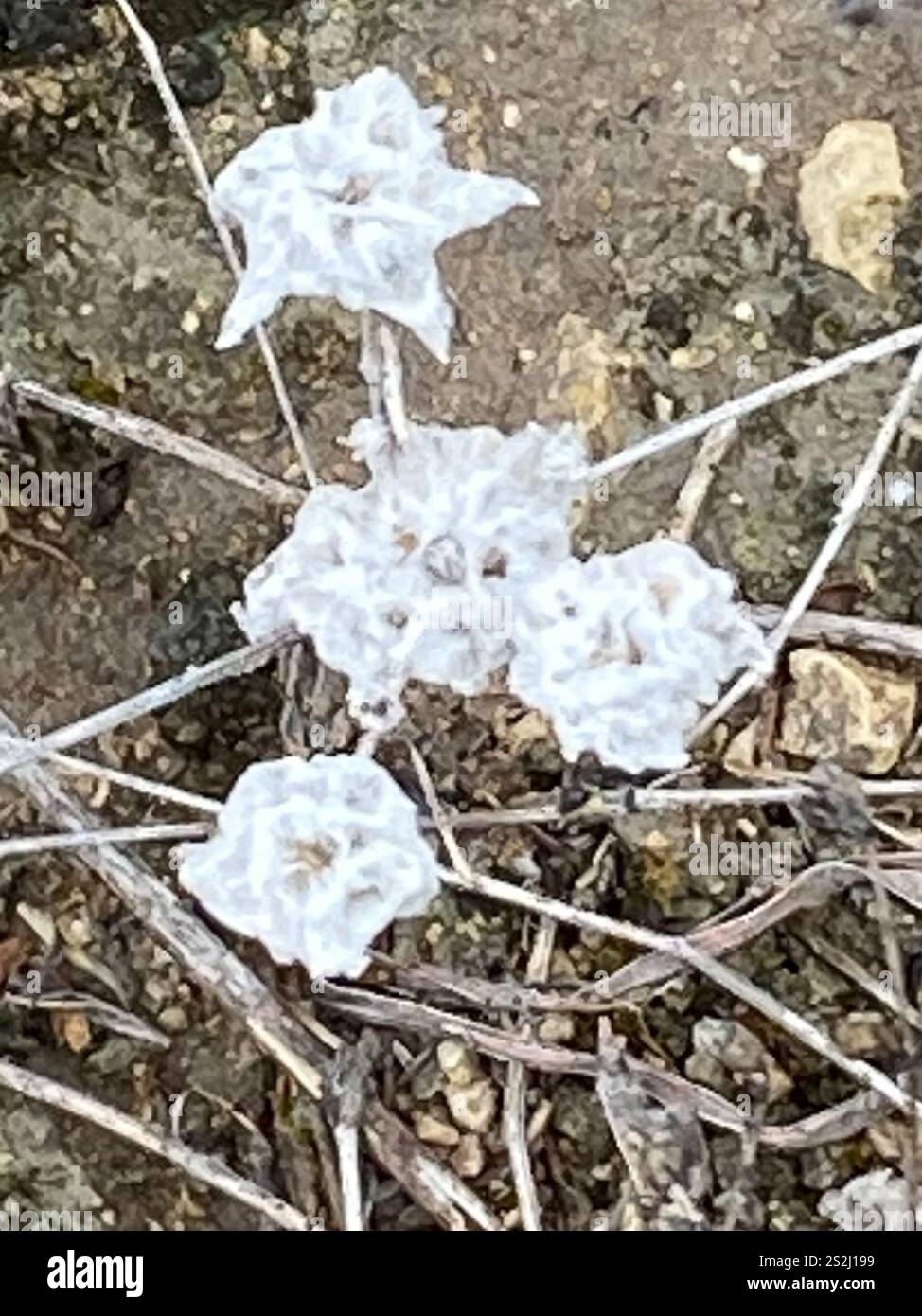 flathead rabbit tobacco (Diaperia prolifera Stock Photo - Alamy