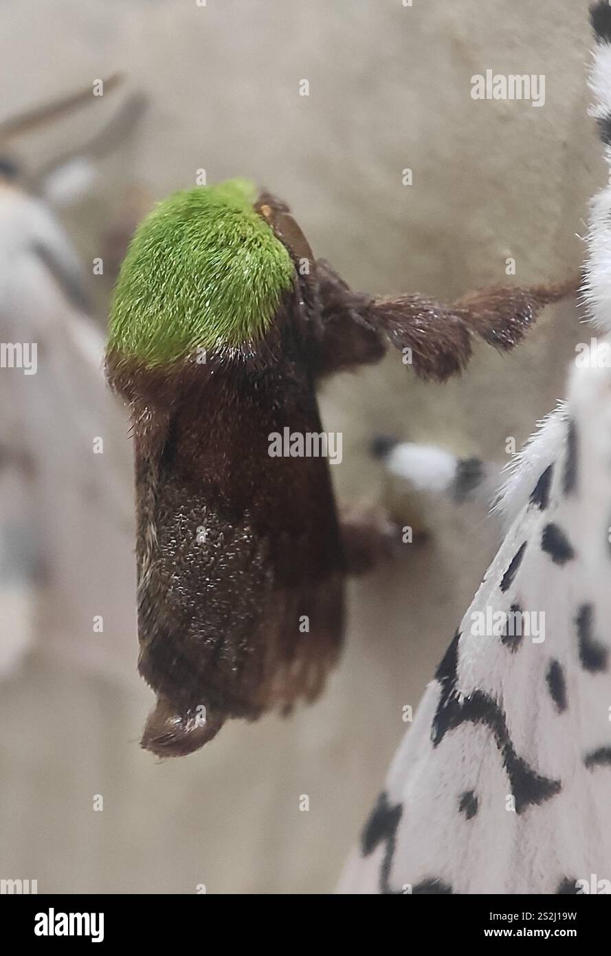 Slug Caterpillar Moths (Limacodidae Stock Photo - Alamy