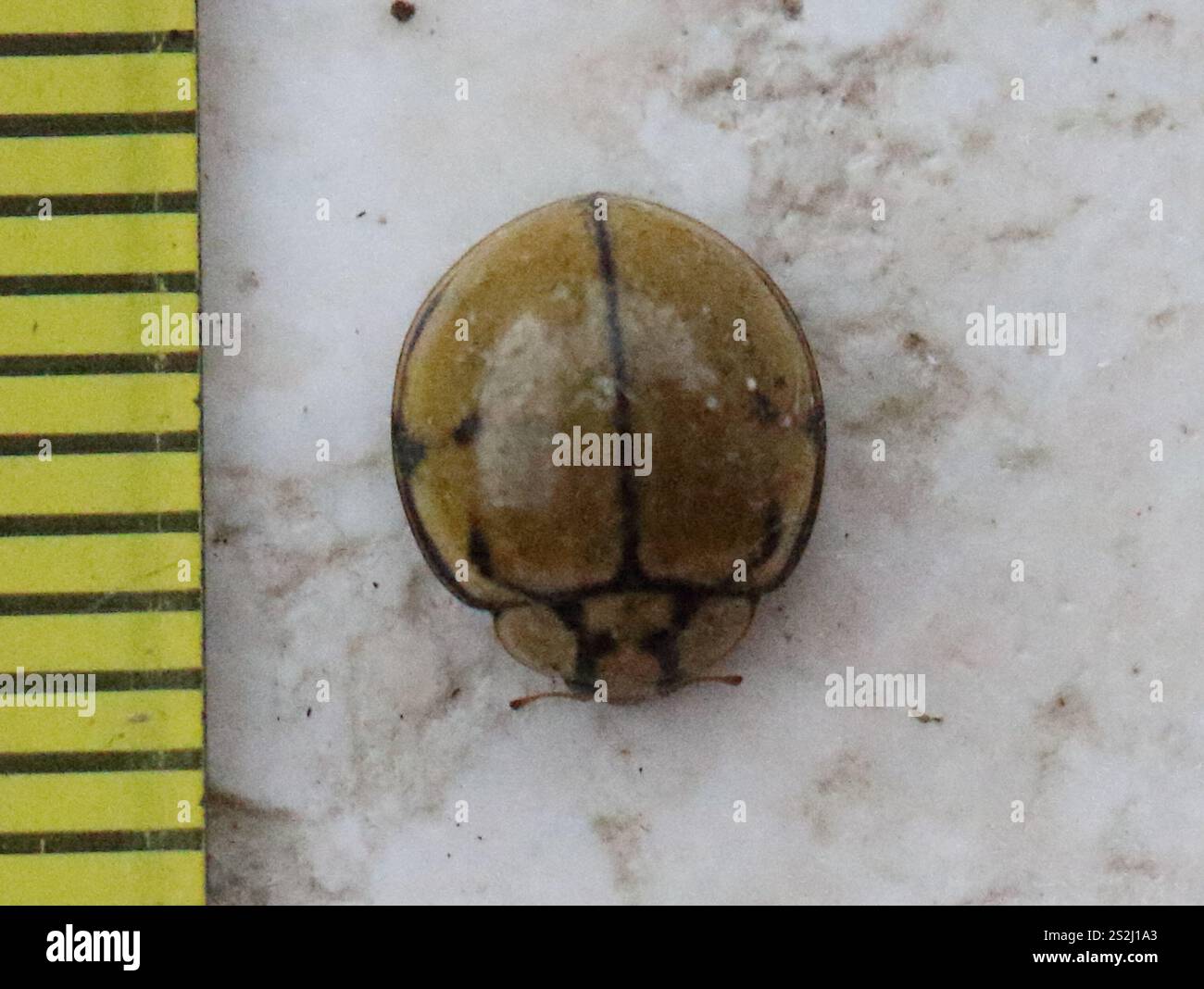 Tortoise-shelled Ladybird (Harmonia testudinaria Stock Photo - Alamy