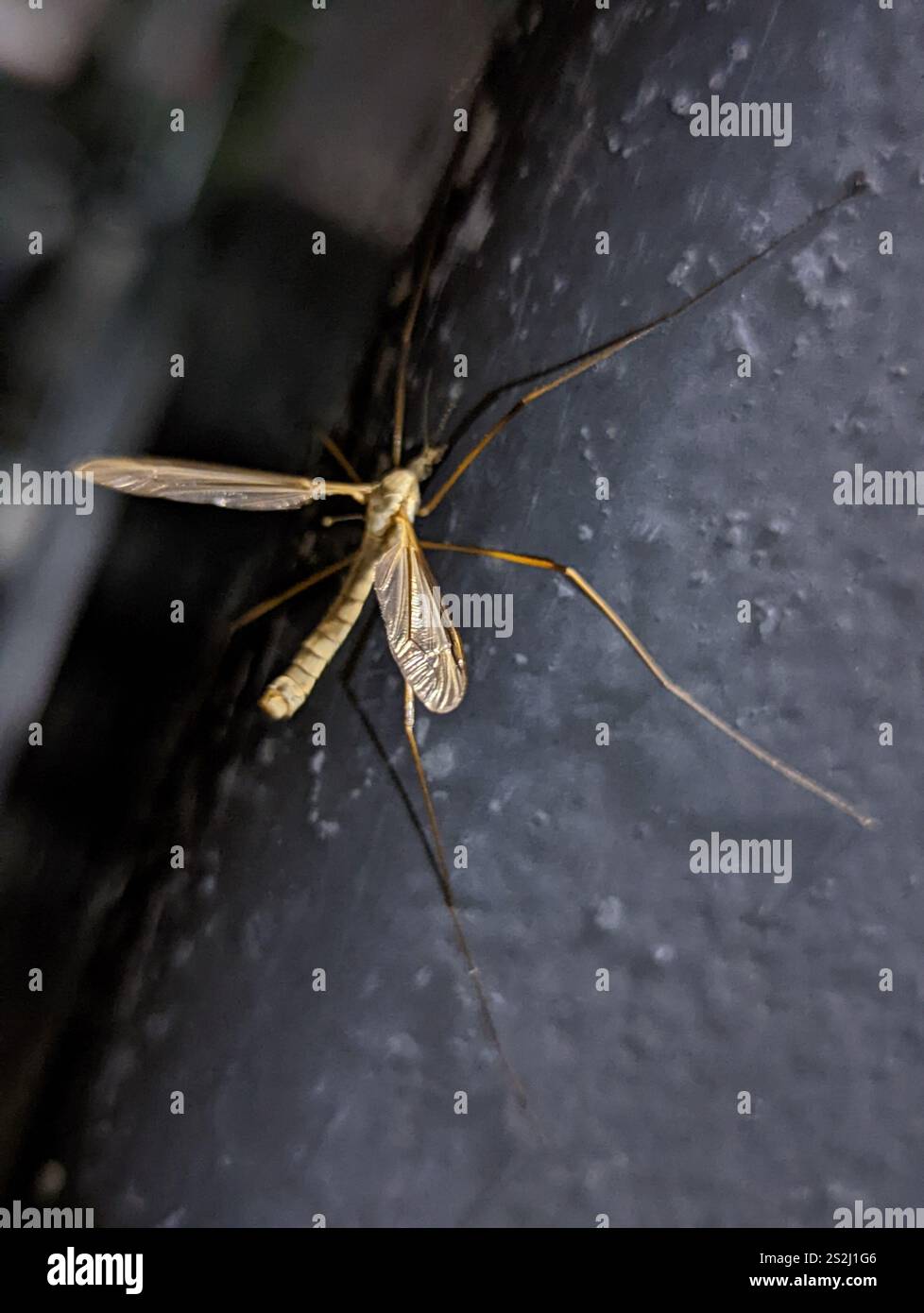 European Crane Fly (Tipula paludosa Stock Photo - Alamy