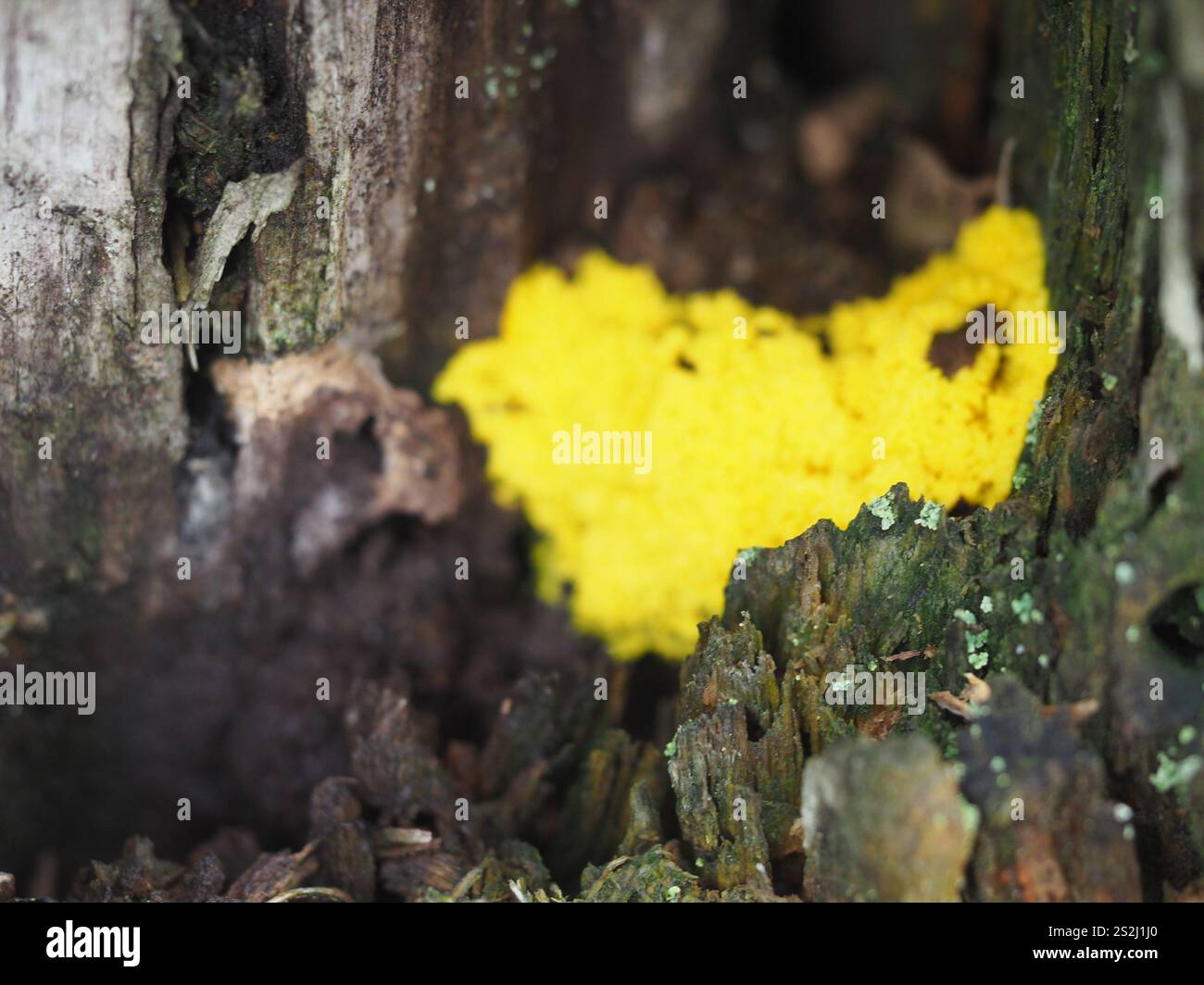 Dog Vomit Slime Mold (Fuligo septica Stock Photo - Alamy