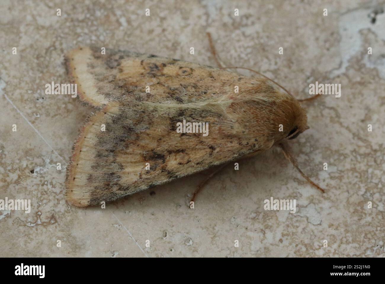 Cotton Bollworm Moth (Helicoverpa armigera Stock Photo - Alamy