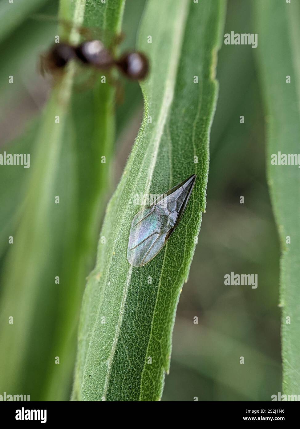 Common Citronella Ant (Lasius claviger Stock Photo - Alamy