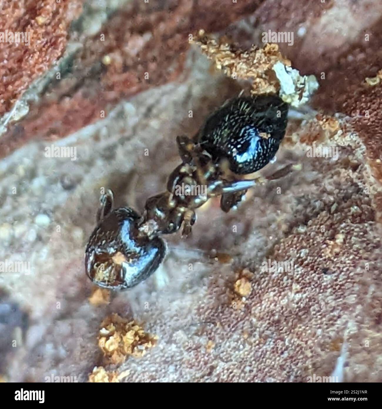 Acrobat Ants and Cocktail Ants (Crematogaster Stock Photo - Alamy