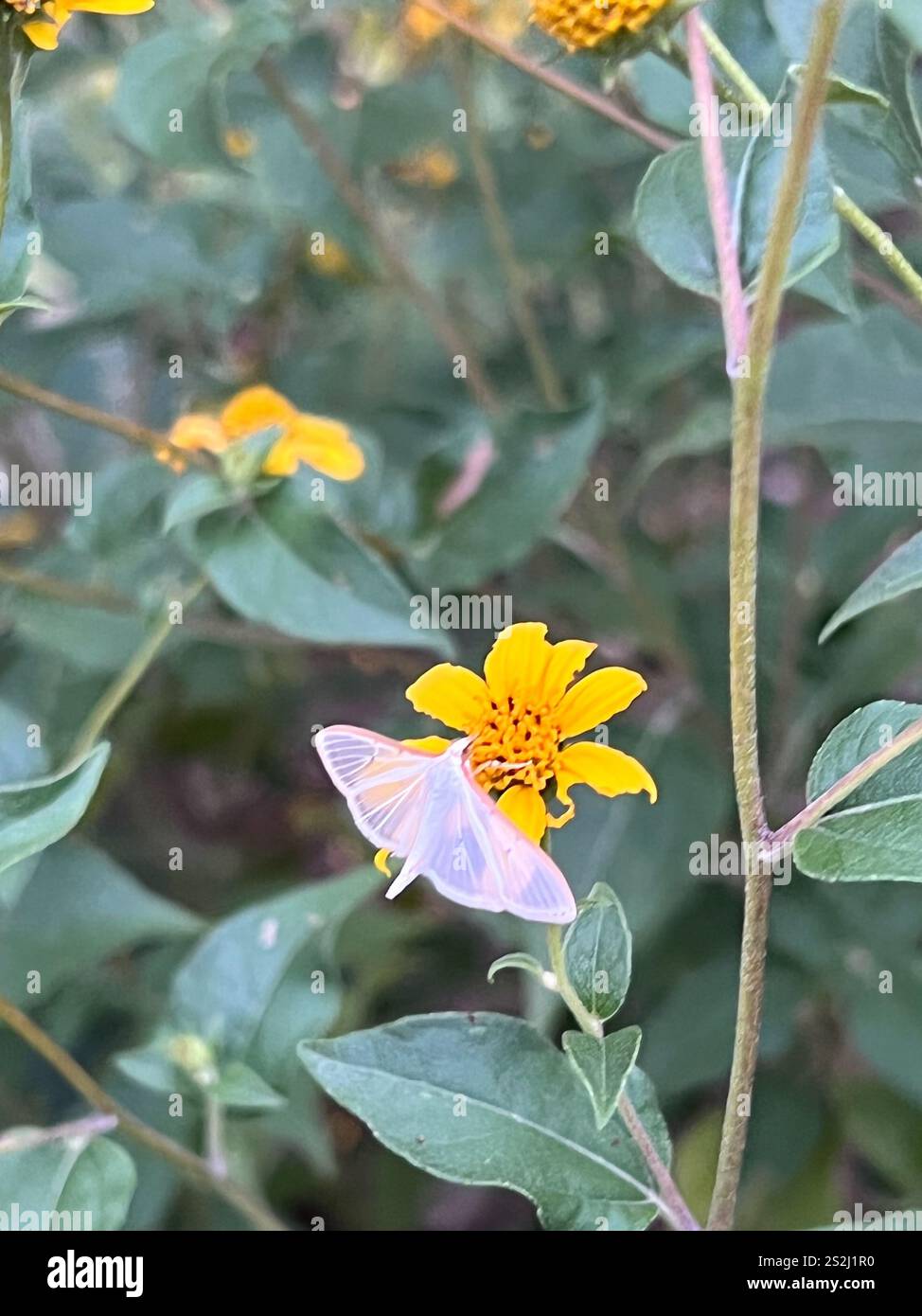 Four-spotted Palpita Moth (Palpita quadristigmalis Stock Photo - Alamy