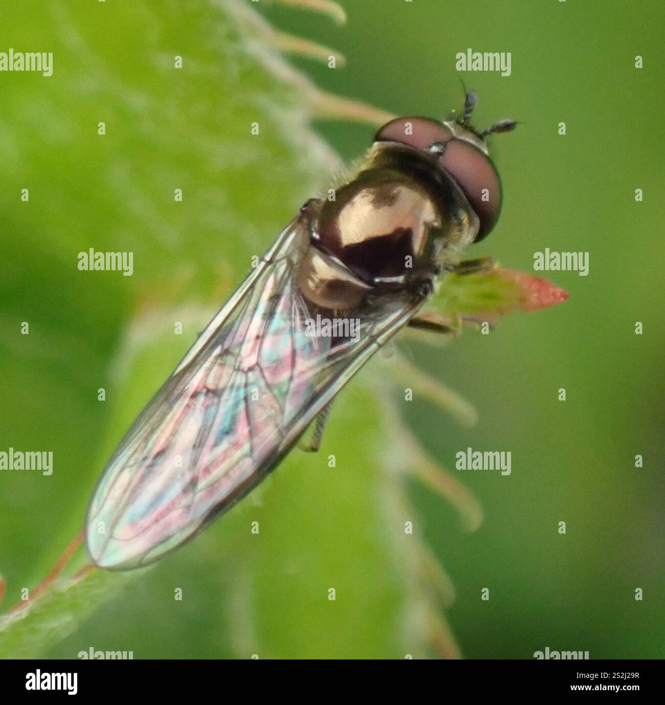 Typical Hover Flies (Syrphinae Stock Photo - Alamy