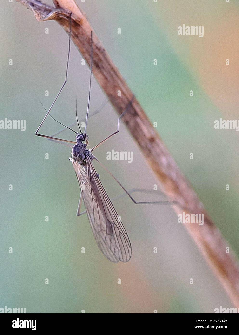 Winter Crane Flies (Trichoceridae Stock Photo - Alamy