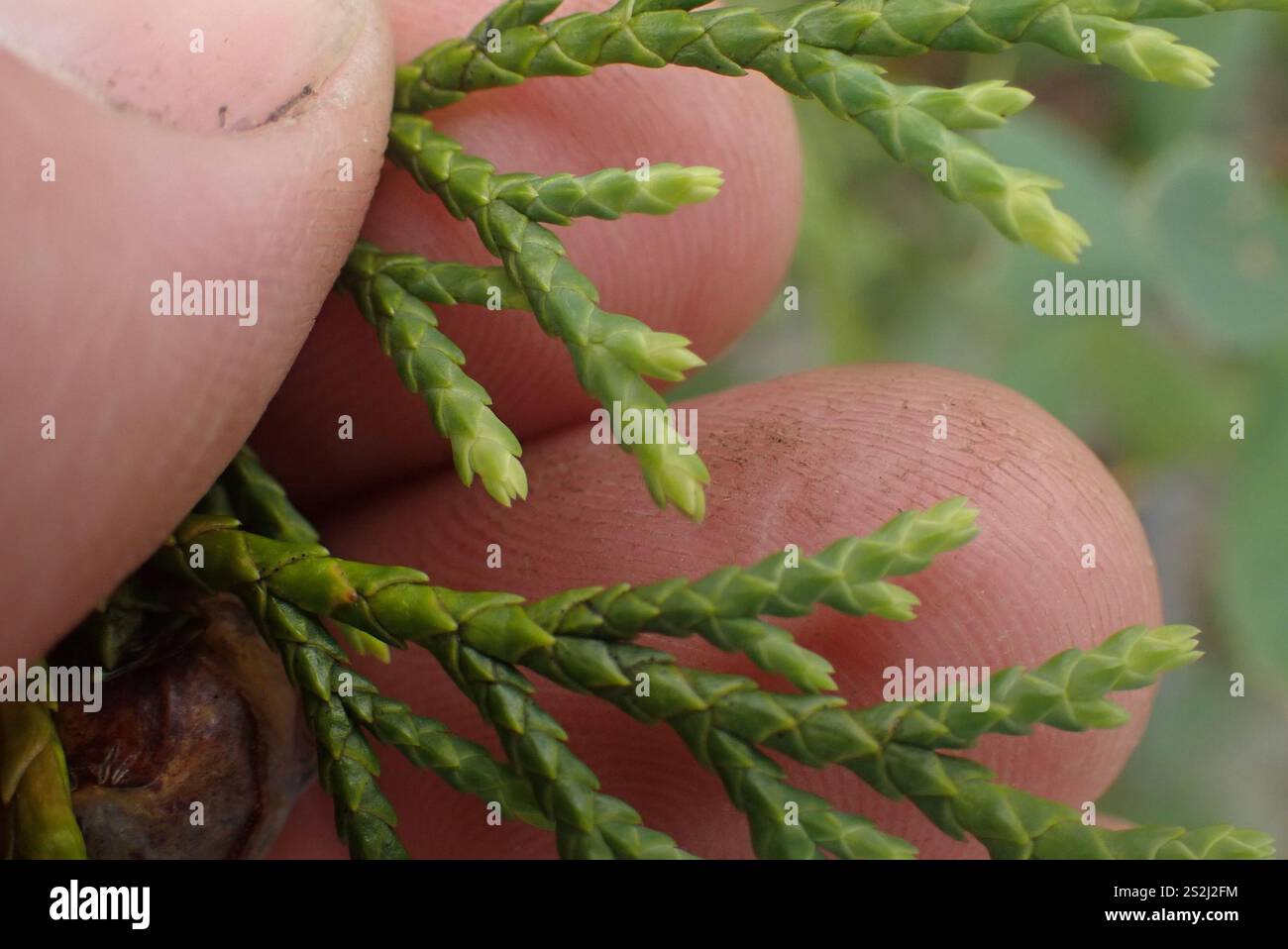 Alaska yellow cedar (Callitropsis nootkatensis Stock Photo - Alamy