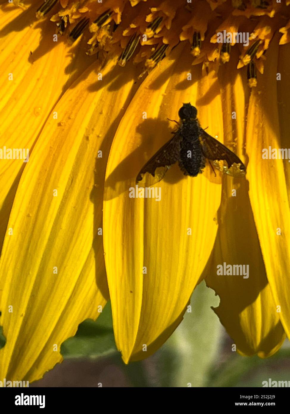 Sinuous Bee Fly (Hemipenthes sinuosa Stock Photo - Alamy