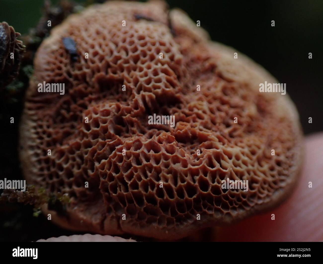 shelf fungi (Polyporales Stock Photo - Alamy