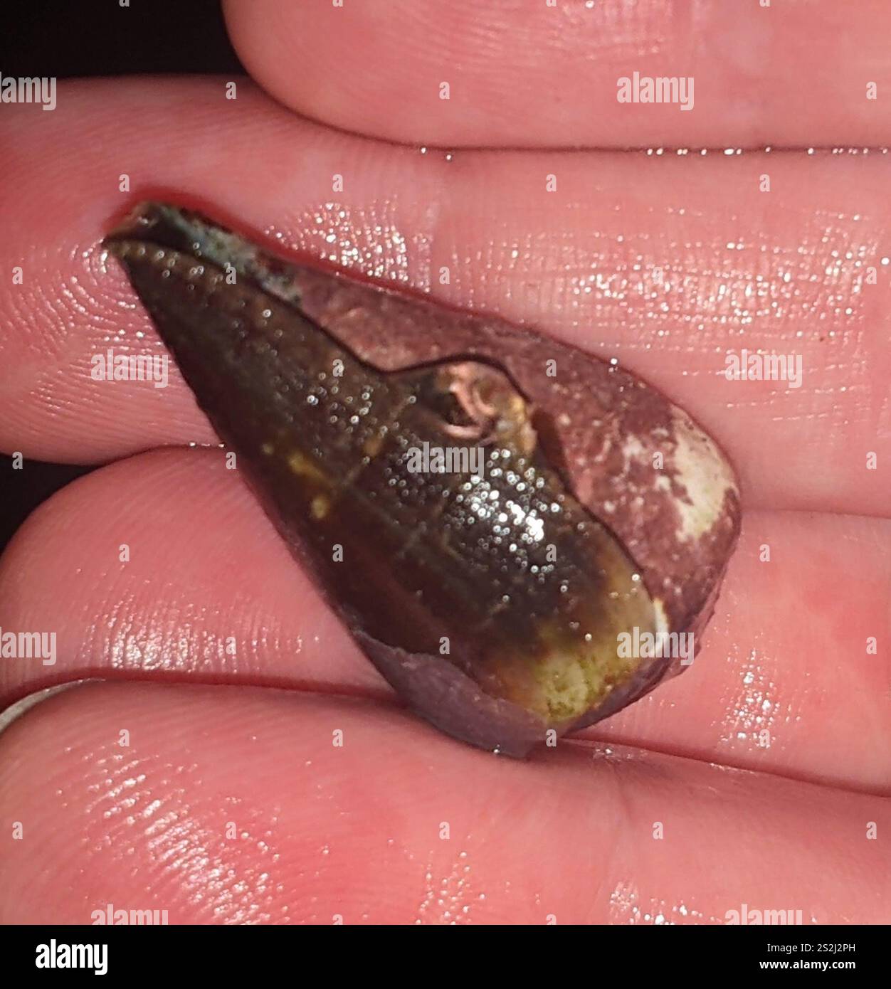 Rat Cone (Conus rattus Stock Photo - Alamy