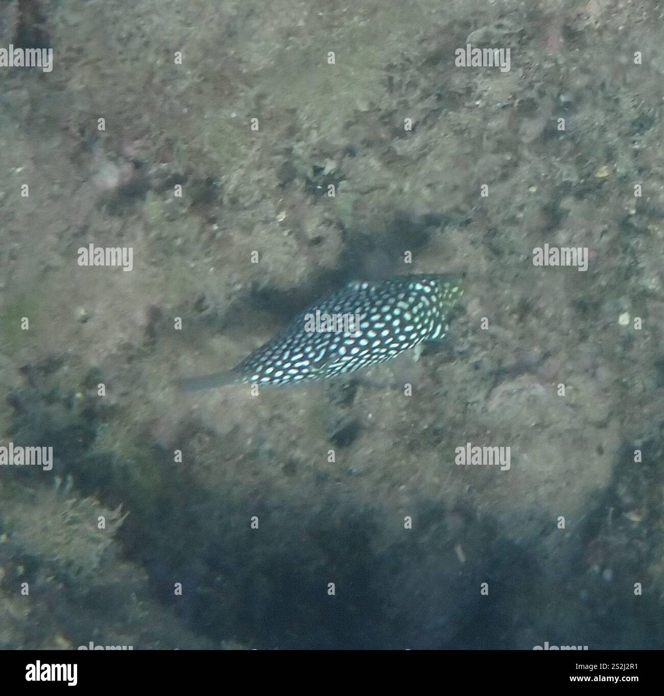 Hawaiian Spotted Toby (Canthigaster jactator Stock Photo - Alamy