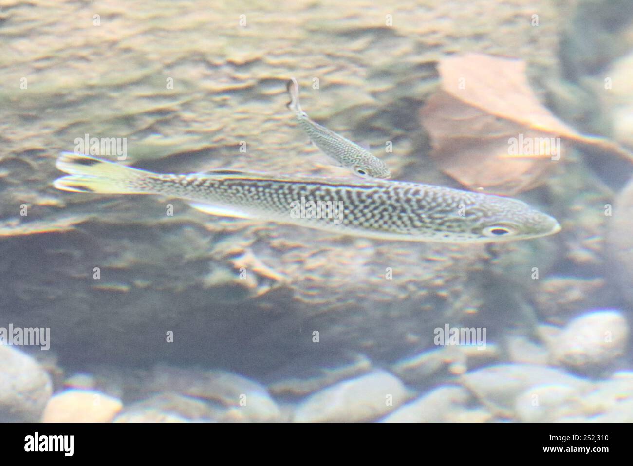 Jungle Perch (Kuhlia rupestris Stock Photo - Alamy