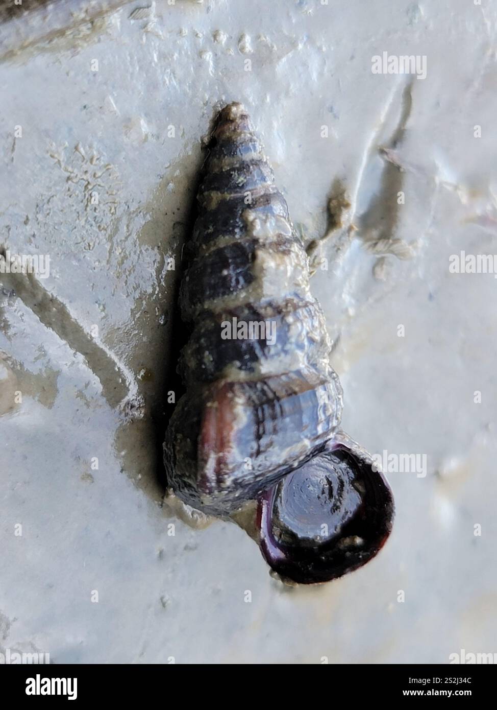 California Horn Snail (Cerithideopsis californica Stock Photo - Alamy
