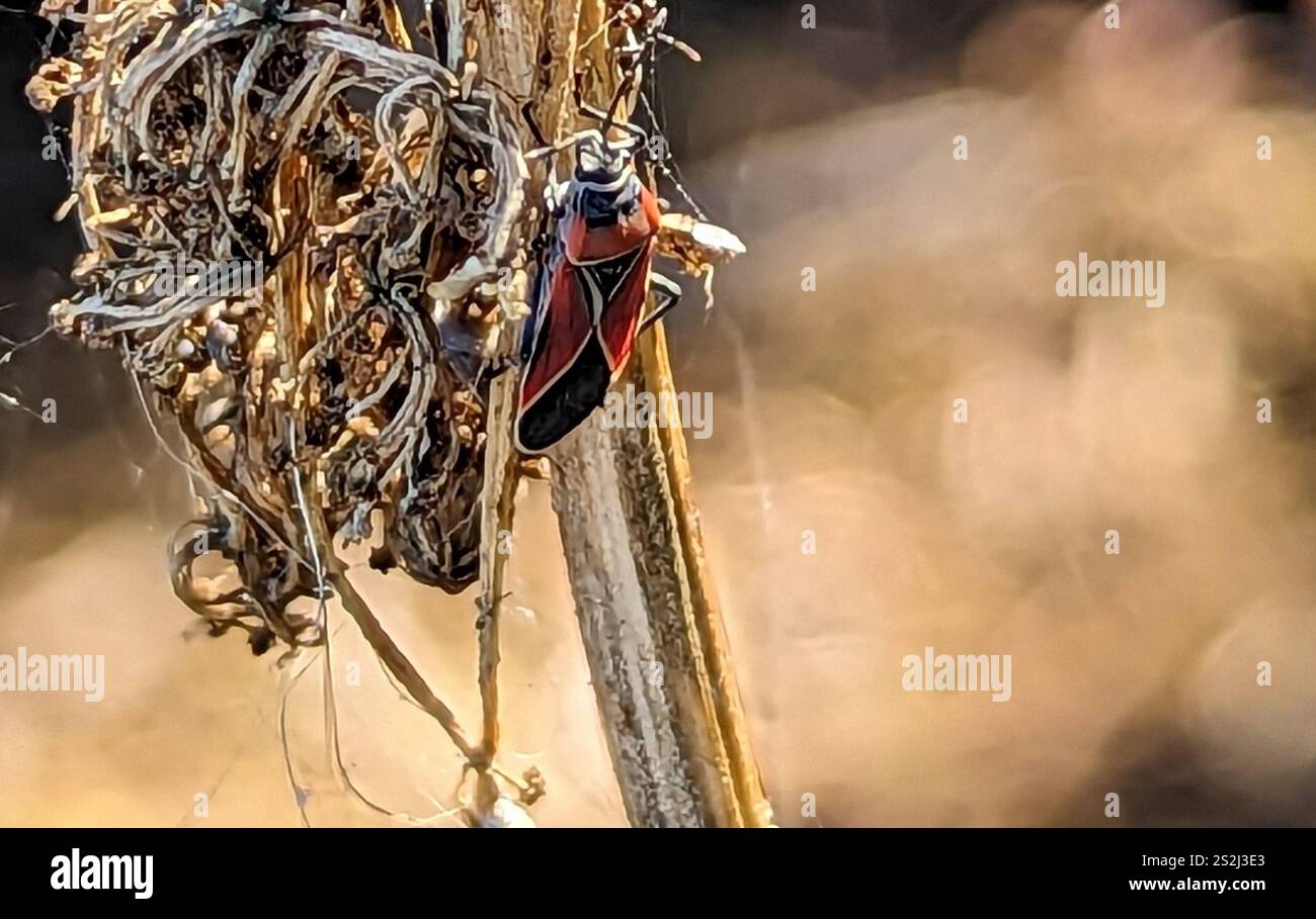 White-crossed Seed Bug (Neacoryphus bicrucis Stock Photo - Alamy