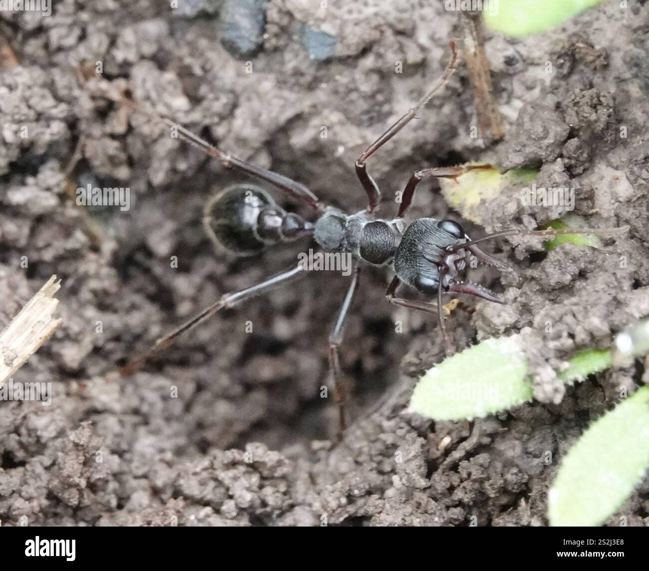 Inch Ant (Myrmecia pyriformis Stock Photo - Alamy