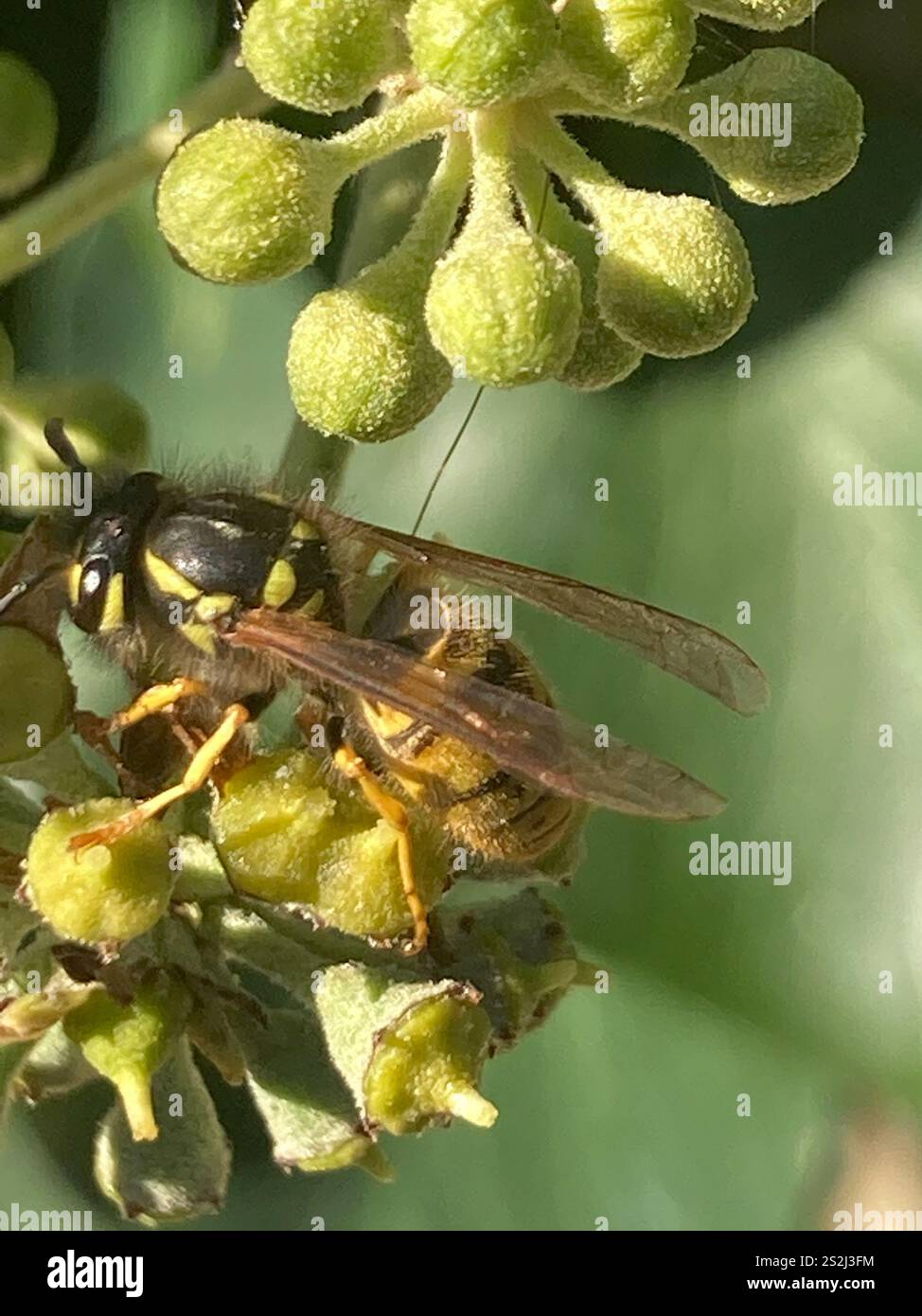 Common European Yellowjacket (Vespula vulgaris Stock Photo - Alamy