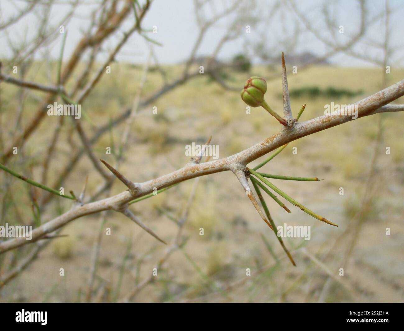 Greenhair Tree (Parkinsonia africana Stock Photo - Alamy