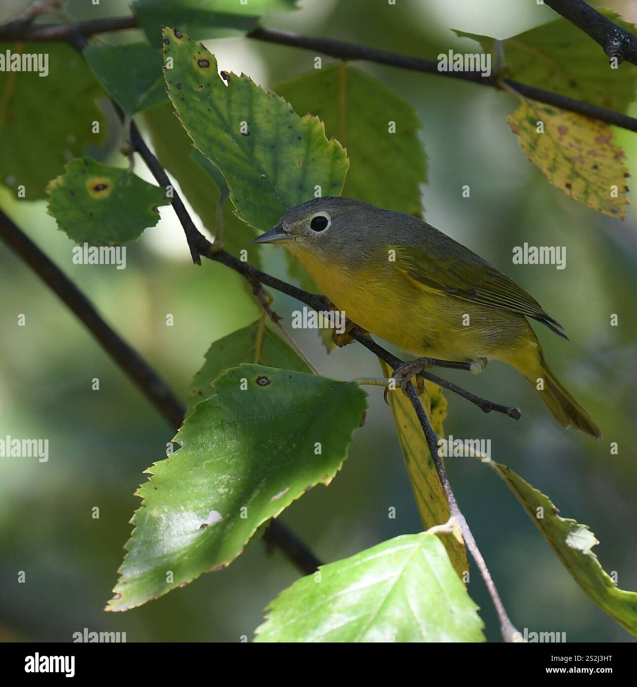 Nashville Warbler (Leiothlypis ruficapilla Stock Photo - Alamy