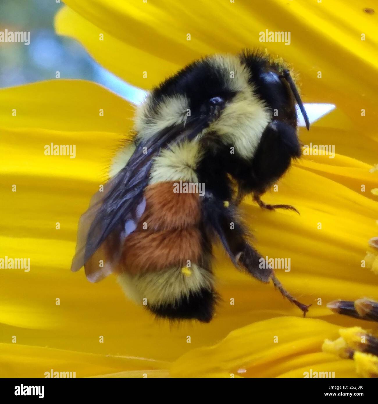 Tricolored Bumble Bee (Bombus ternarius Stock Photo - Alamy
