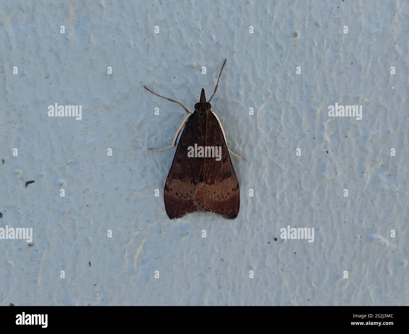 Tree lucerne moth hi-res stock photography and images - Alamy