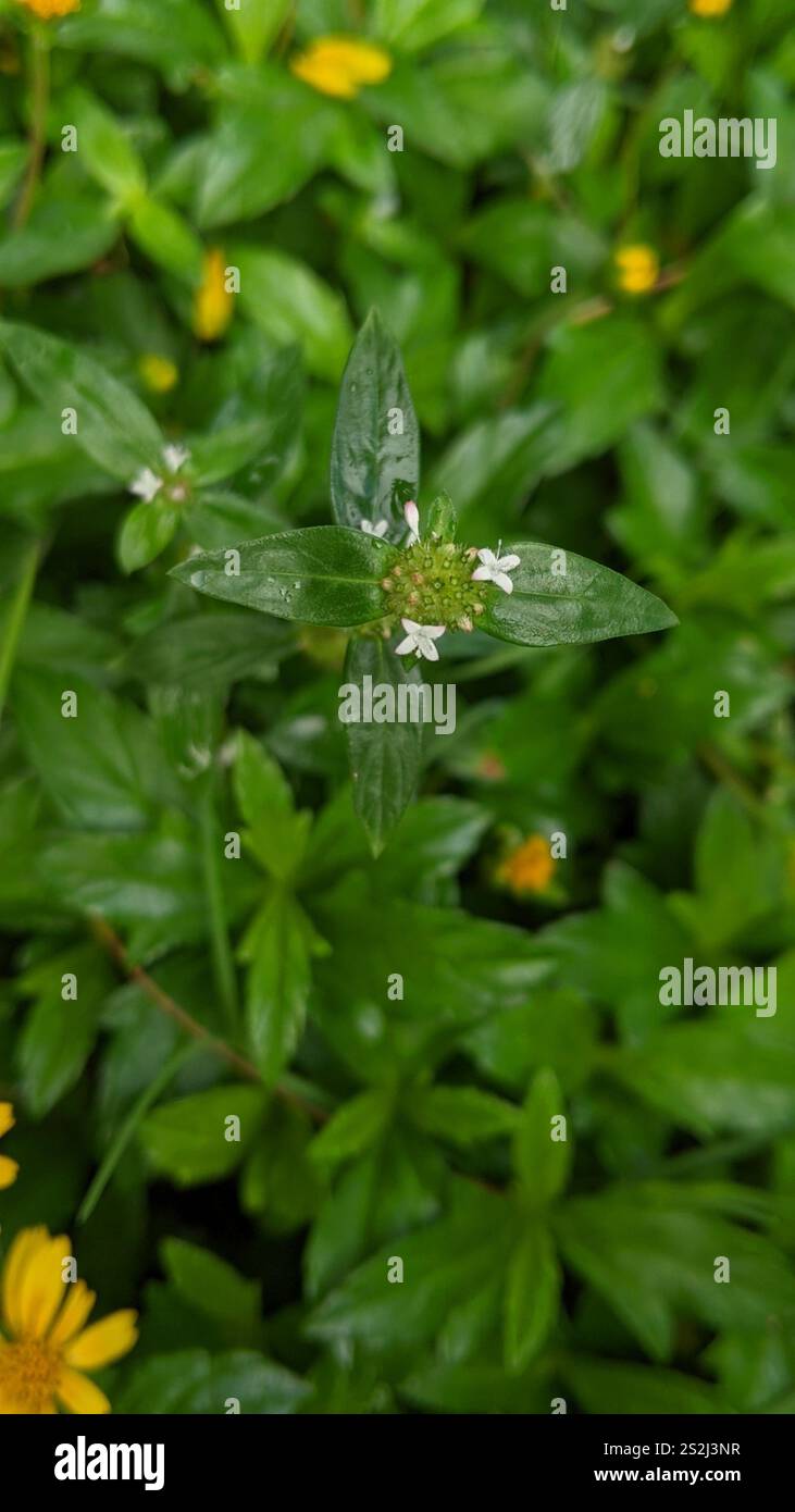 Woodland false buttonweed (Spermacoce remota Stock Photo - Alamy