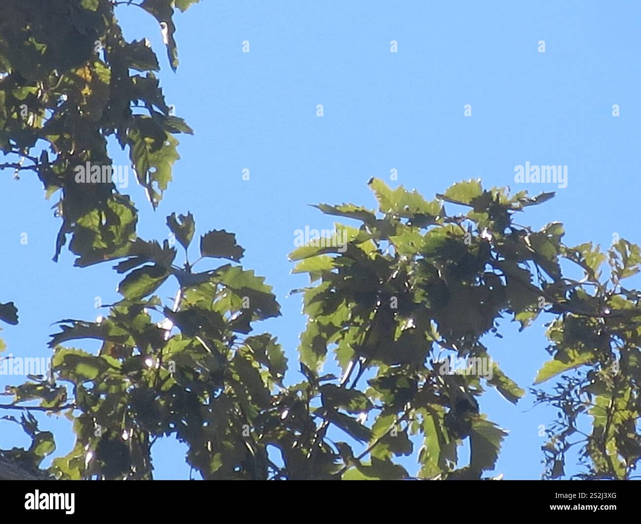 swamp chestnut oak (Quercus michauxii Stock Photo - Alamy