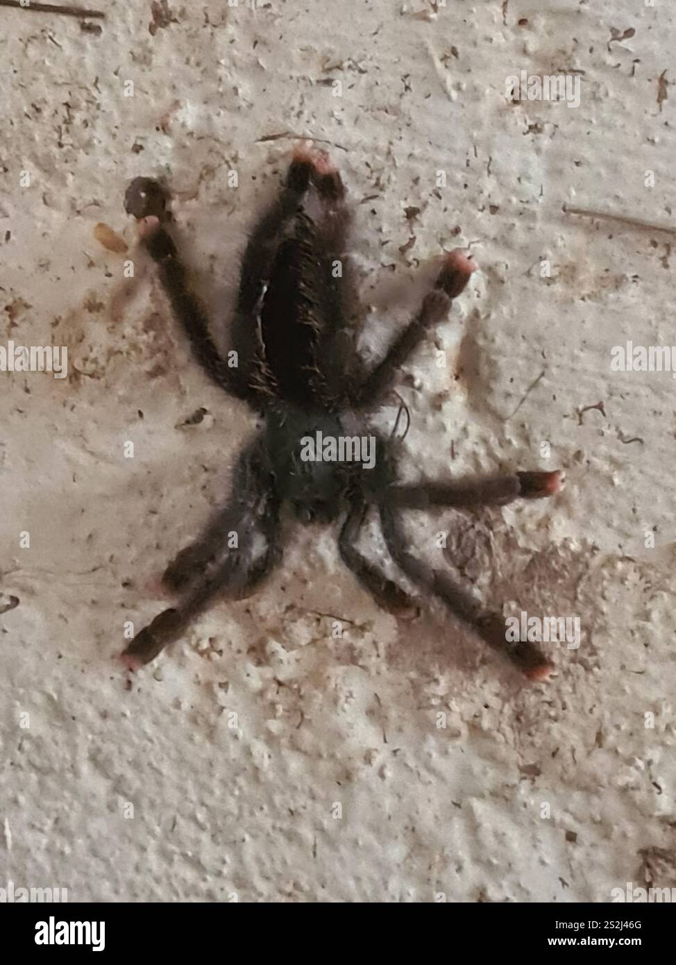 Pinktoe Tarantula (Avicularia avicularia Stock Photo - Alamy