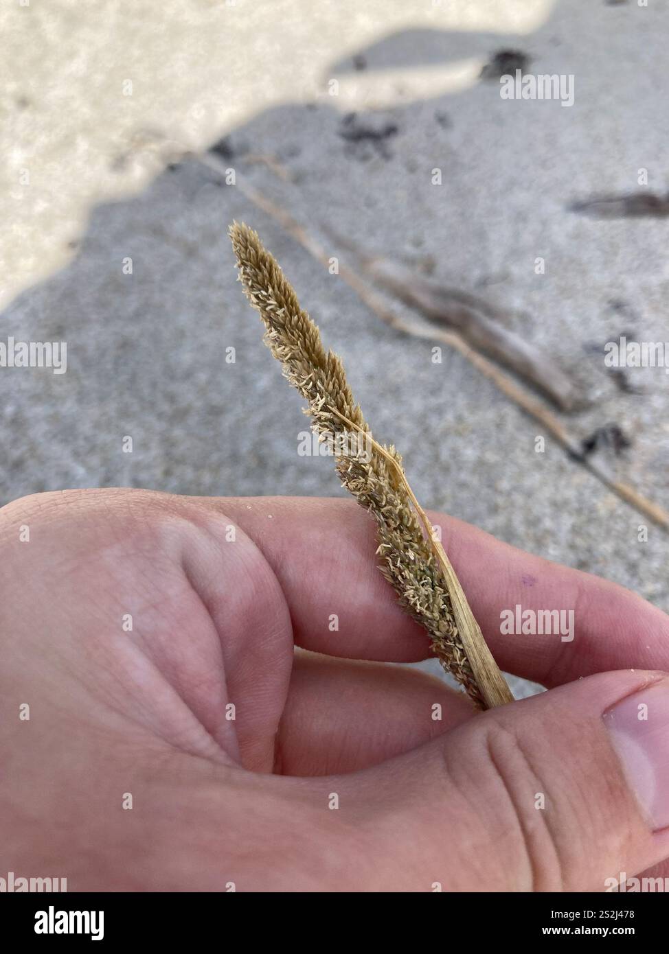 seashore dropseed (Sporobolus virginicus Stock Photo - Alamy
