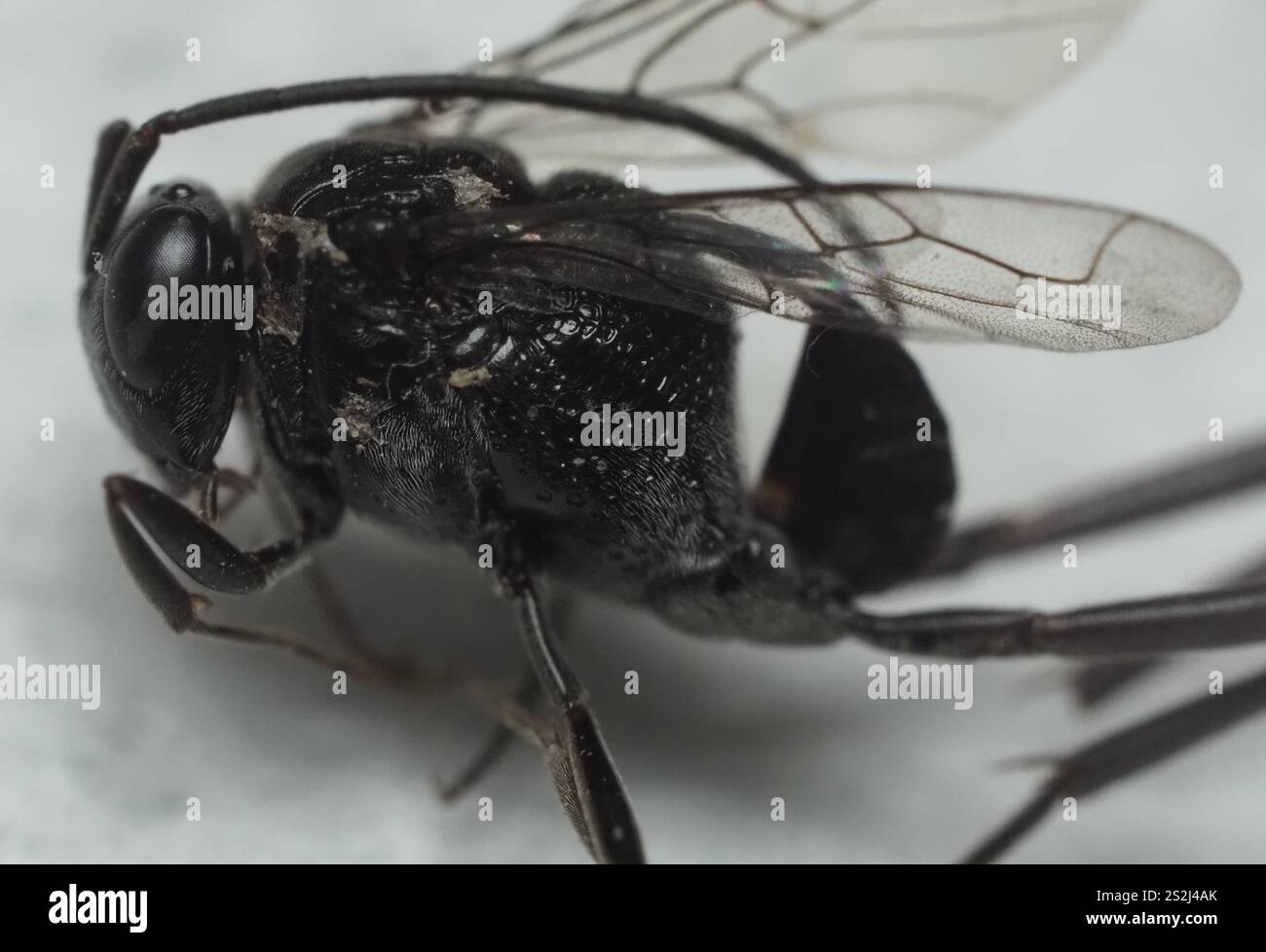 Blue-eyed Ensign Wasp (Evania appendigaster Stock Photo - Alamy