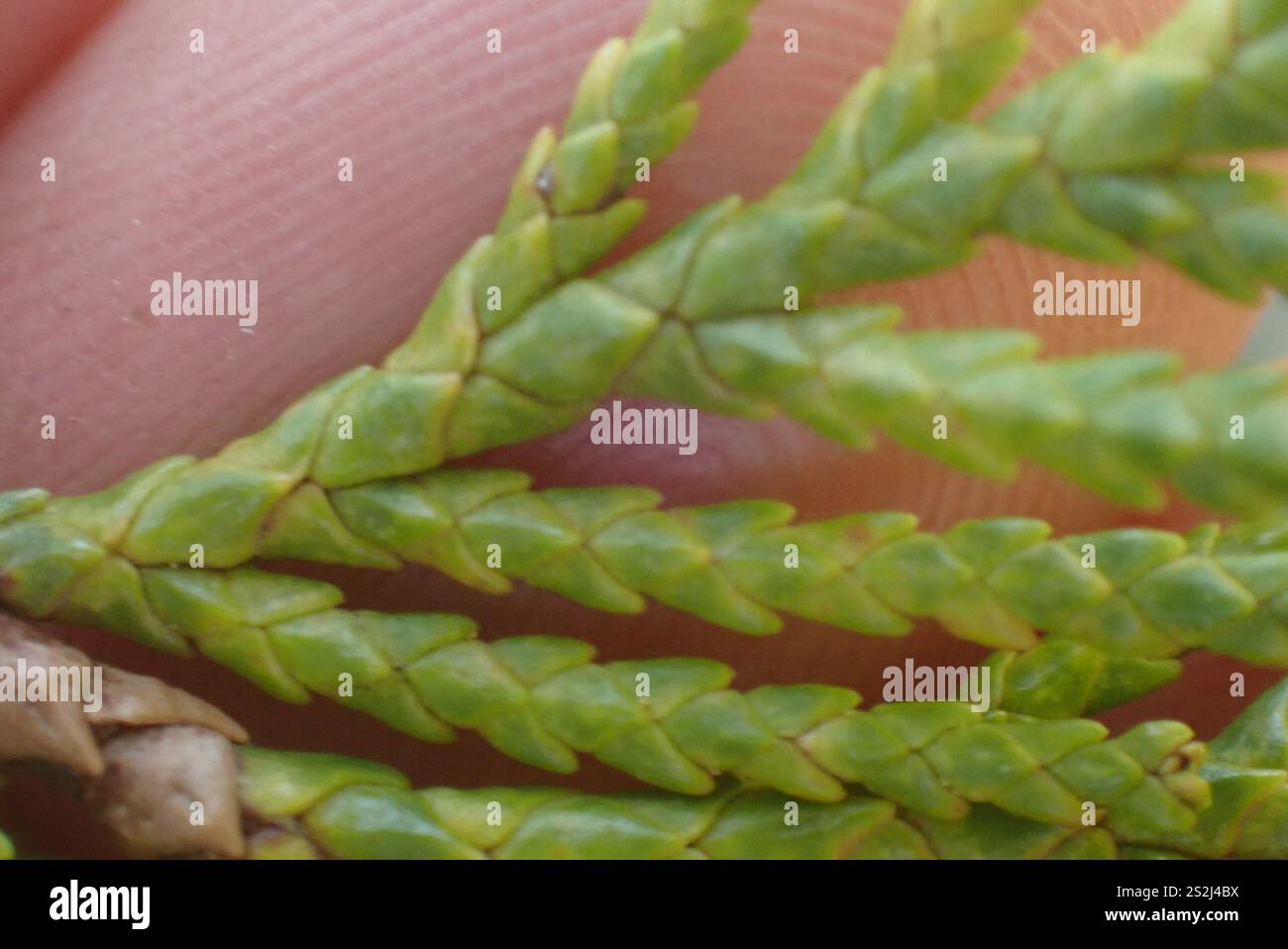 Alaska yellow cedar (Callitropsis nootkatensis Stock Photo - Alamy