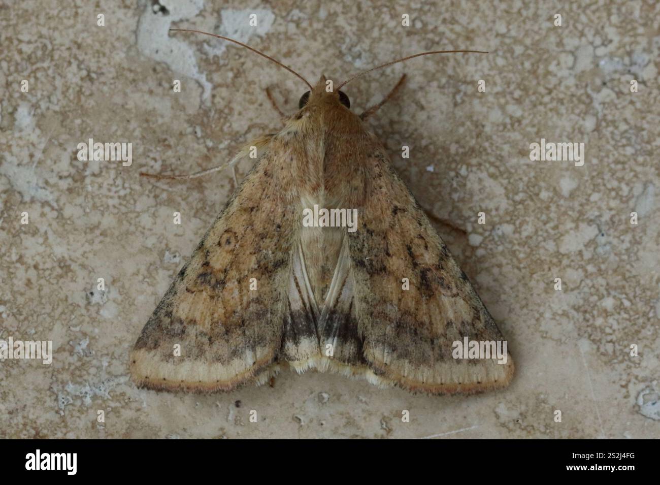 Cotton Bollworm Moth (Helicoverpa armigera Stock Photo - Alamy