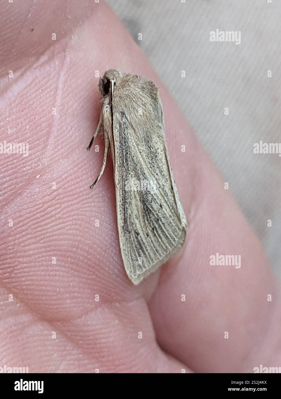 Large Wainscot Moth (Rhizedra lutosa Stock Photo - Alamy