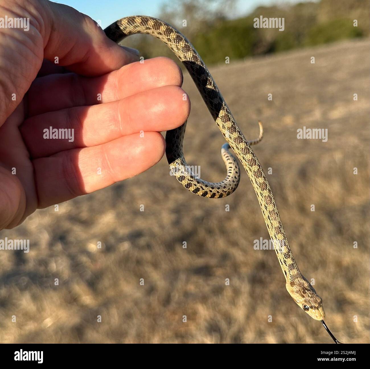 Pacific Gopher Snake (Pituophis catenifer catenifer Stock Photo - Alamy