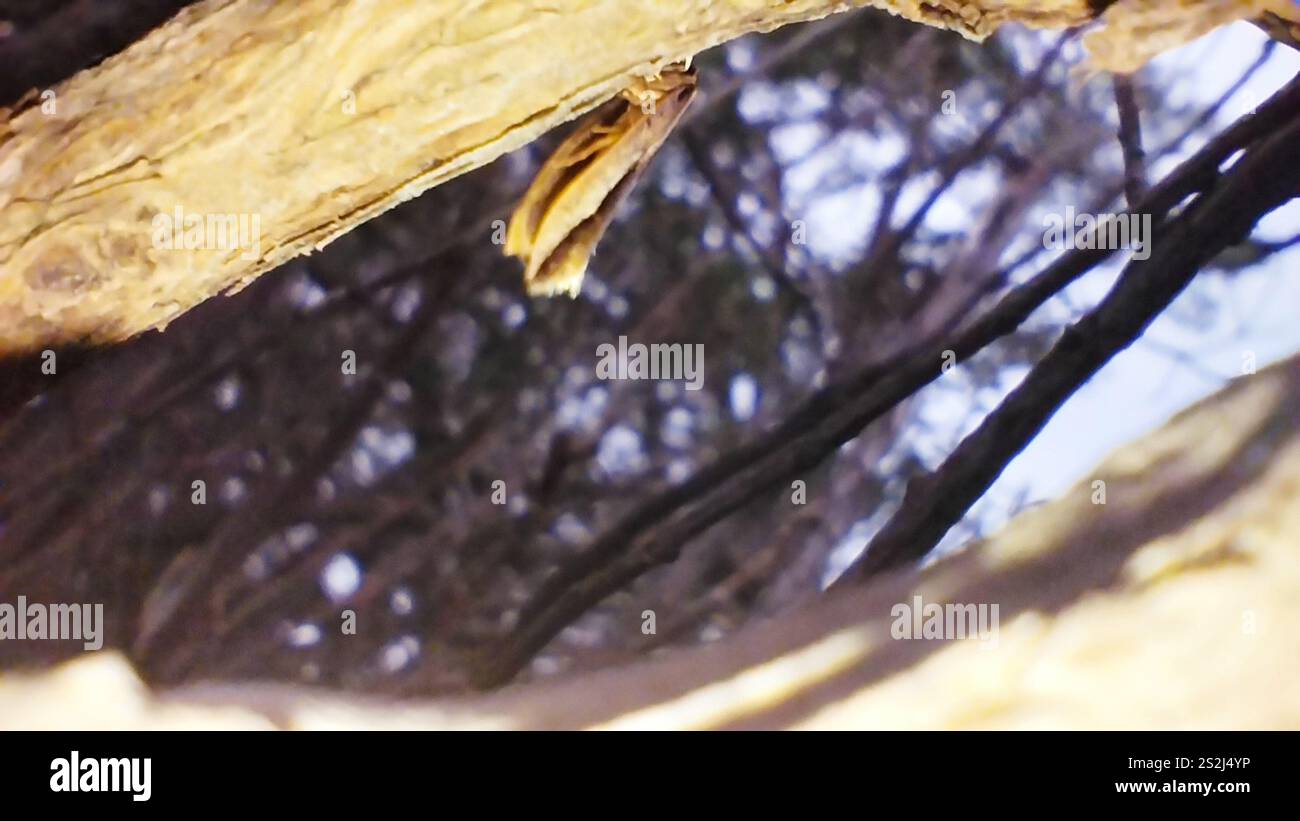 Bird Nest Moth (Monopis crocicapitella Stock Photo - Alamy