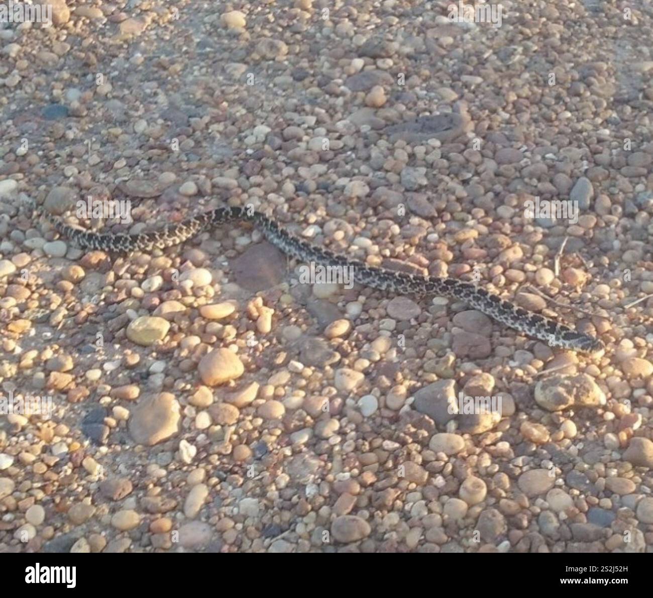 South American Hognose Snake (Xenodon dorbignyi Stock Photo - Alamy