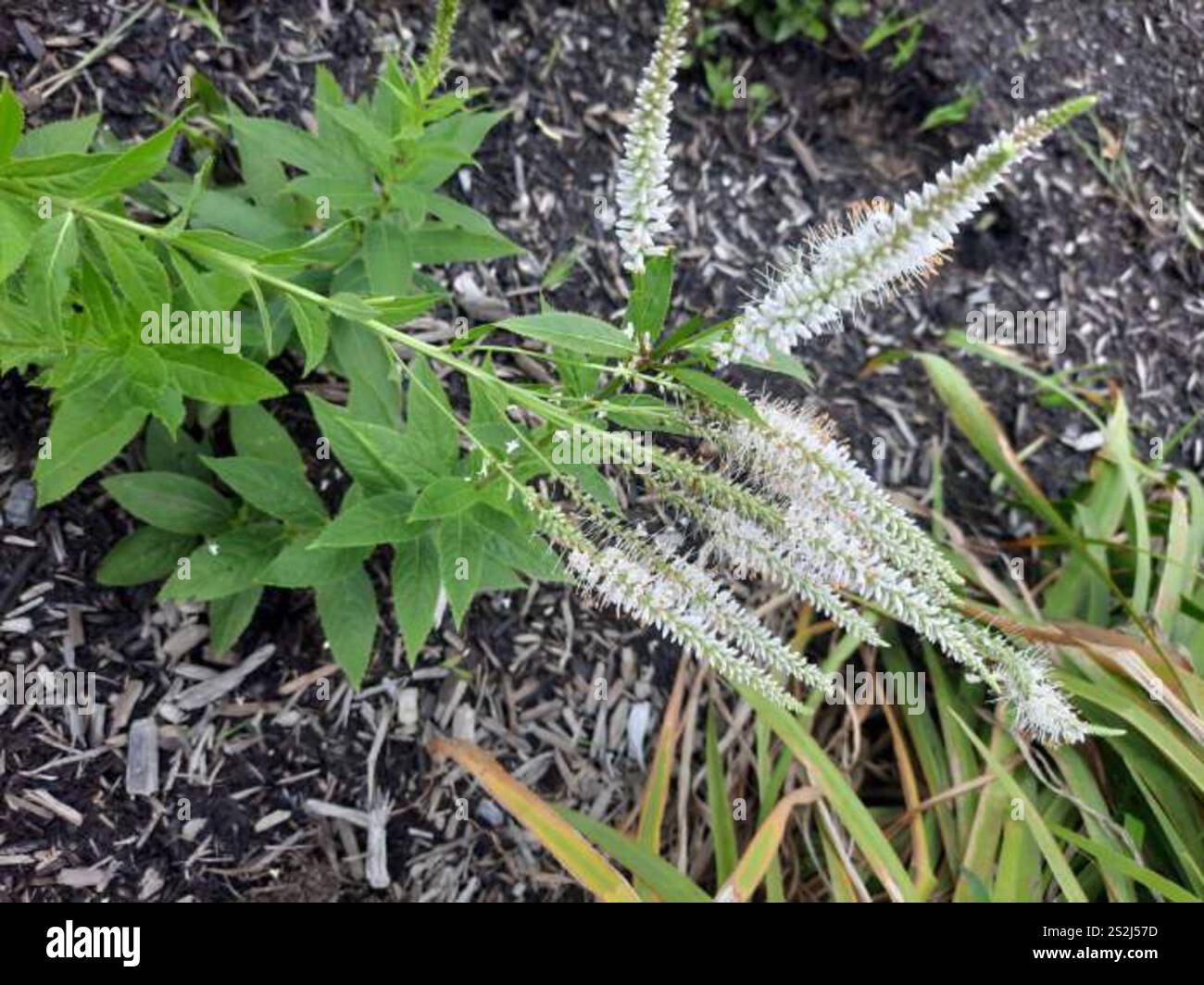 Culver's root (Veronicastrum virginicum Stock Photo - Alamy